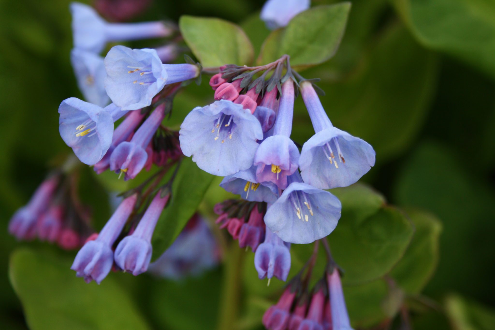 Specialty plants | Rijnbeek en Zoon B.V